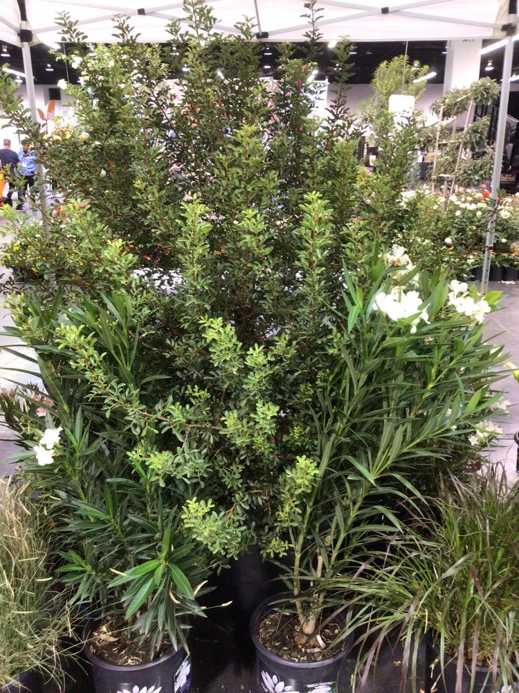 Photo of the entire plant of Escobilla (Fraxinus greggii) posted by CPPgardener - Garden.org