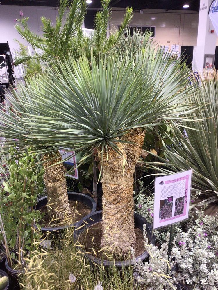 Photo of the entire plant of Beaked Yucca (Yucca rostrata) posted by ...