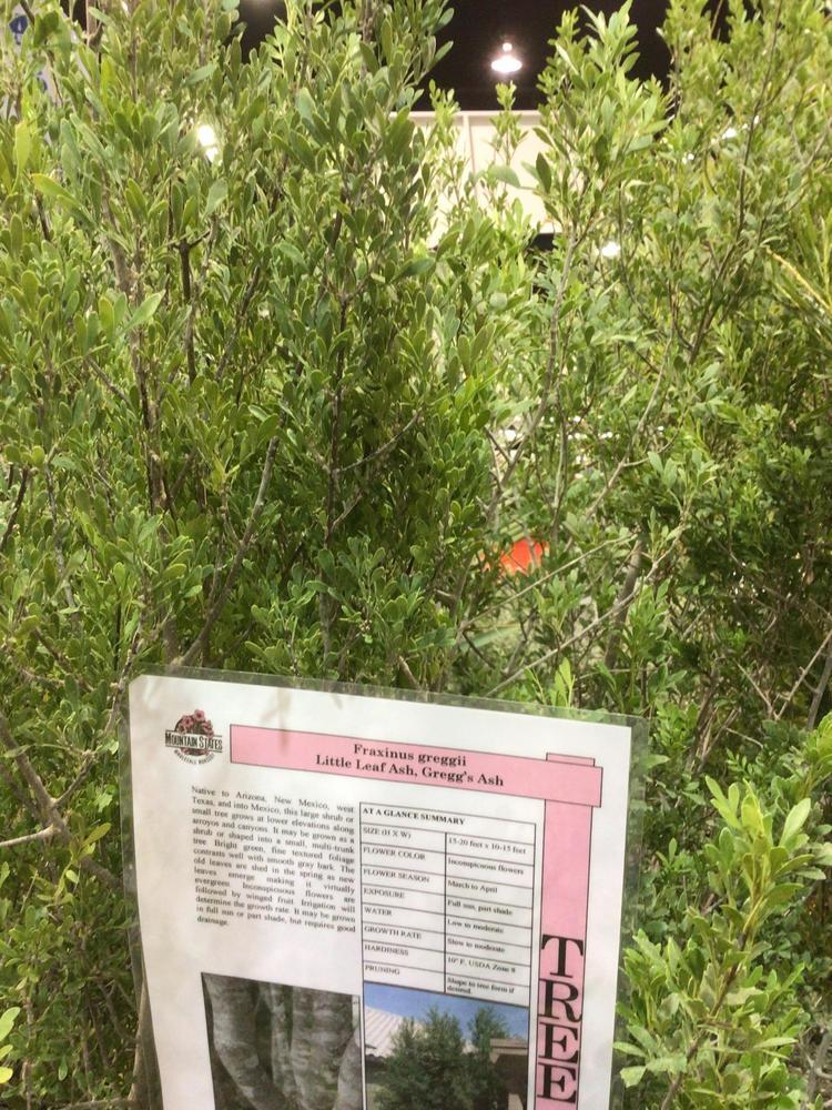 Photo of the entire plant of Escobilla (Fraxinus greggii) posted by CPPgardener - Garden.org