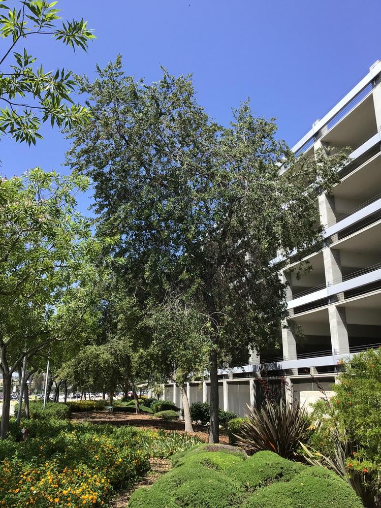 Photo of the entire plant of Engelmann oak (Quercus engelmannii) posted ...