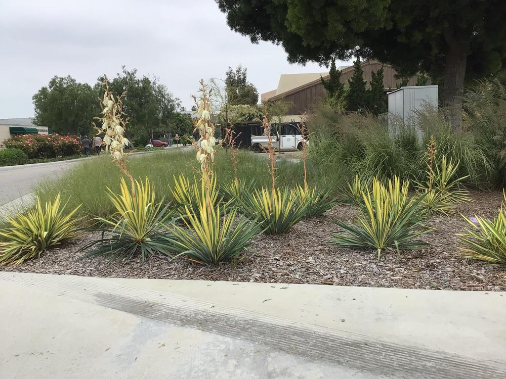 Photo of the entire plant of Adam's Needle (Yucca filamentosa 'Color ...