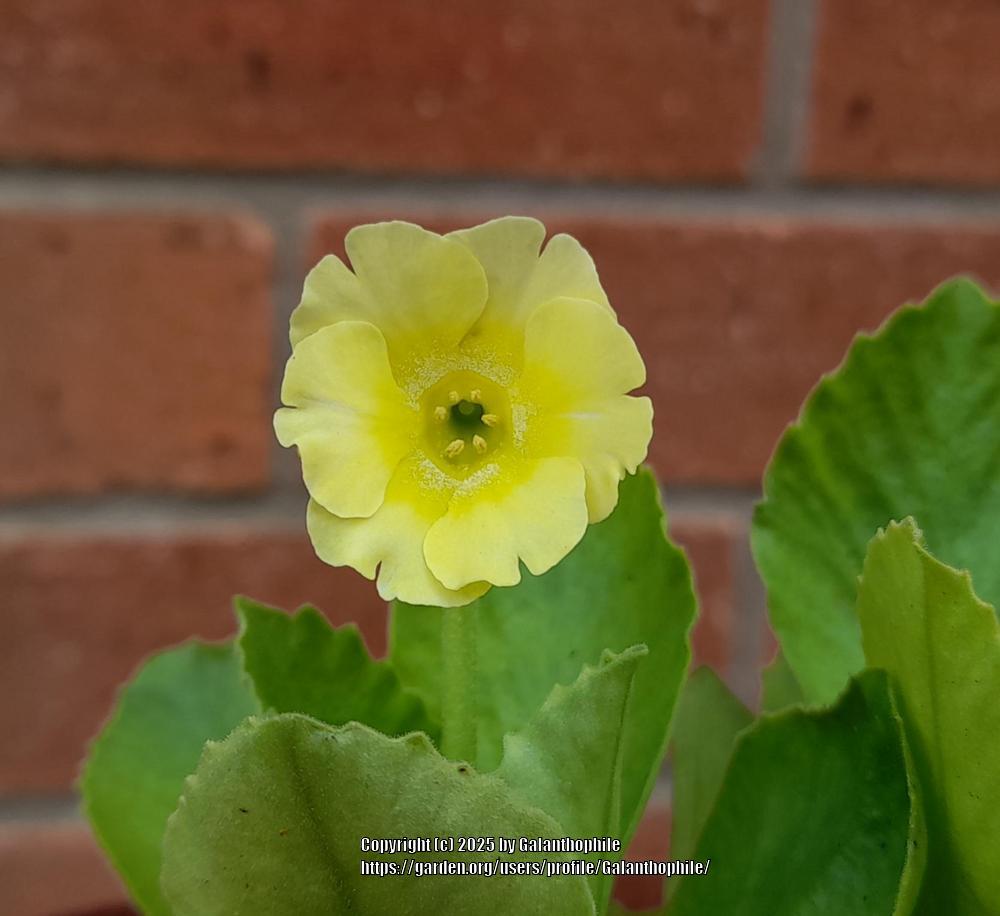 Photo of the bloom of Primrose (Primula auricula 'Lemon Sorbet') posted ...