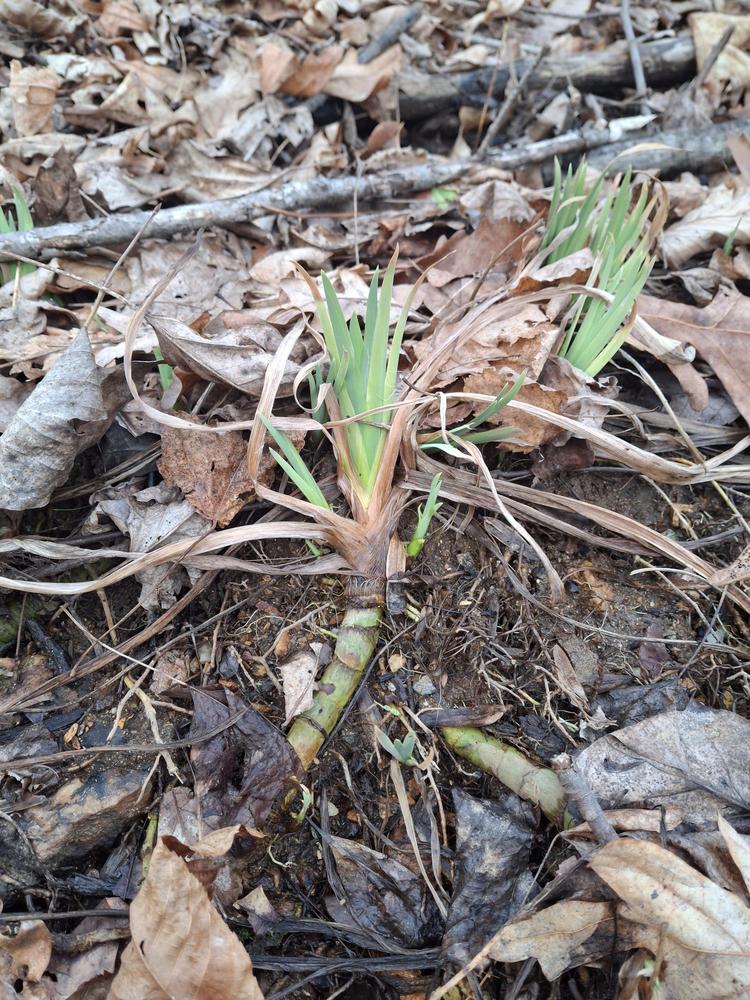 Invasive Iris in the Irises forum - Garden.org