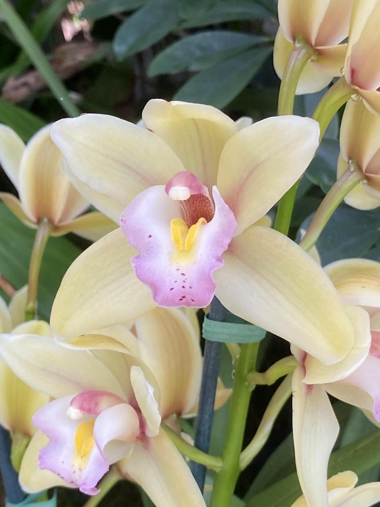 Orchid (Cymbidium Evening Star 'Pastel Princess') - Garden.org
