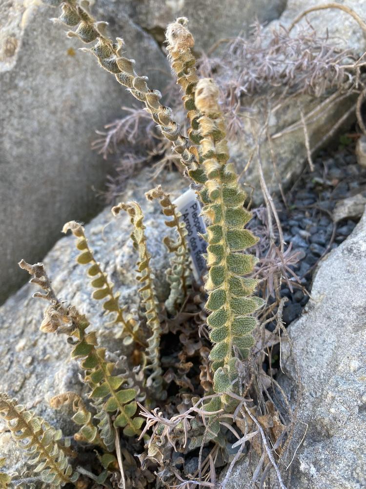Photo of the entire plant of Pleopeltis lepidopteris 'Arroio dos Ratos ...