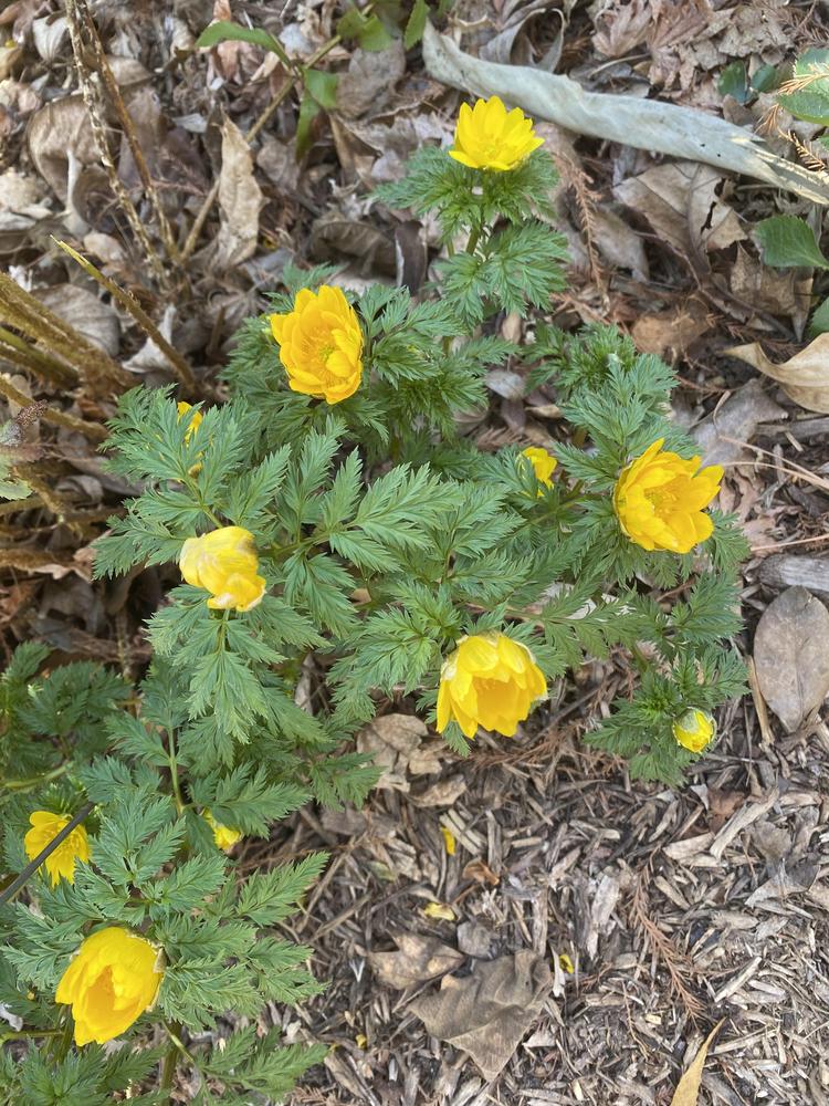 Amur Adonis (Adonis amurensis 'Fukujukai') - Garden.org