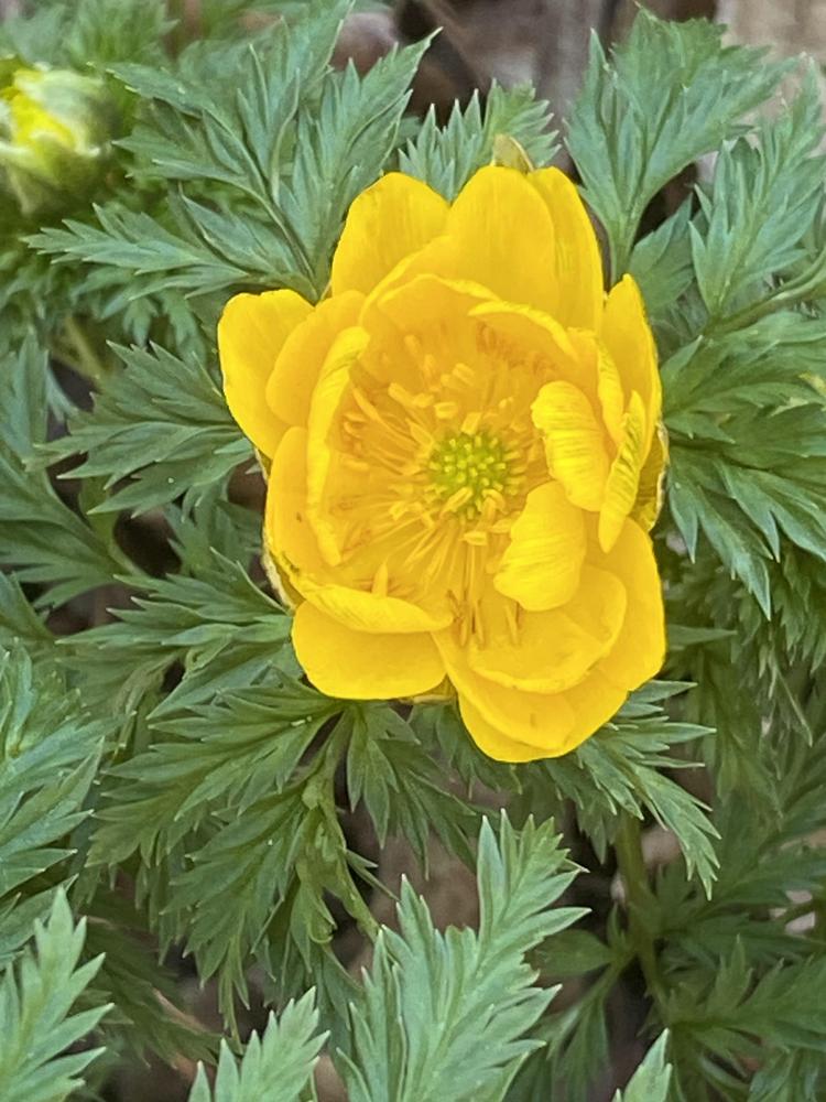 Photo of the bloom of Amur Adonis (Adonis amurensis 'Fukujukai') posted ...