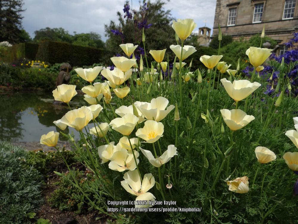 Photo of the entire plant of California Poppy (Eschscholzia californica ...