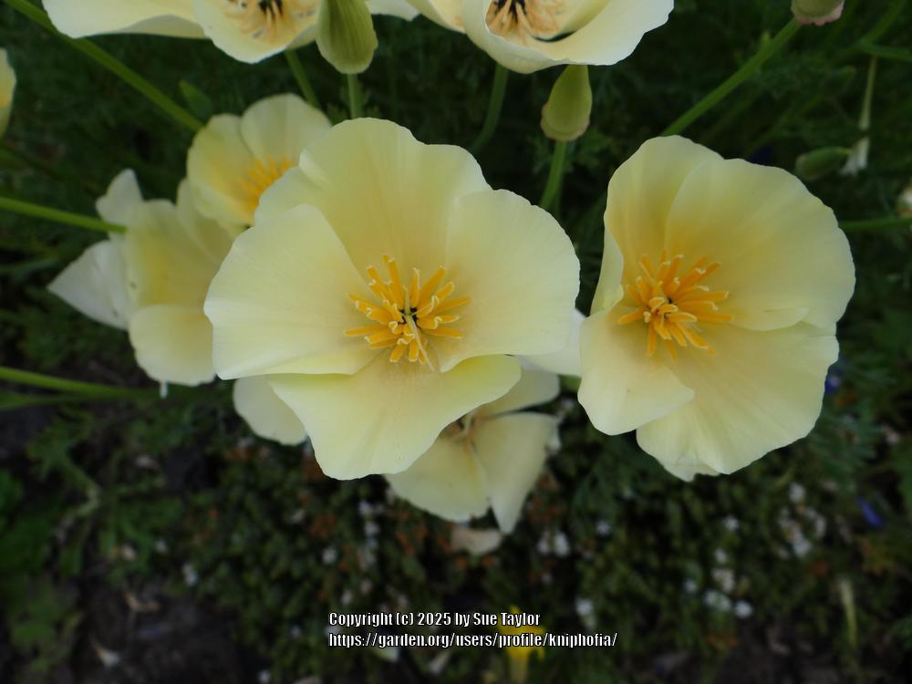 Photo of the bloom of California Poppy (Eschscholzia californica 'Ivory ...