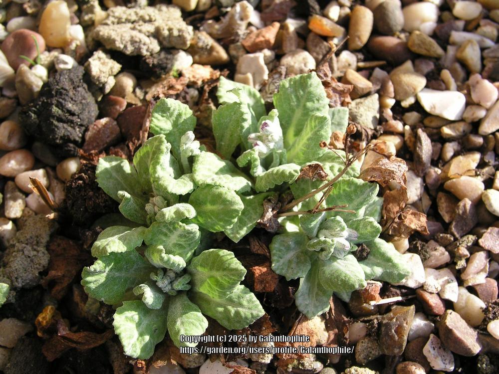 Photo of the leaves of Primrose (Primula frondosa) posted by ...