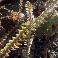 Photo of the leaves of Brazilian Hairy Sword Fern (Pleopeltis ...