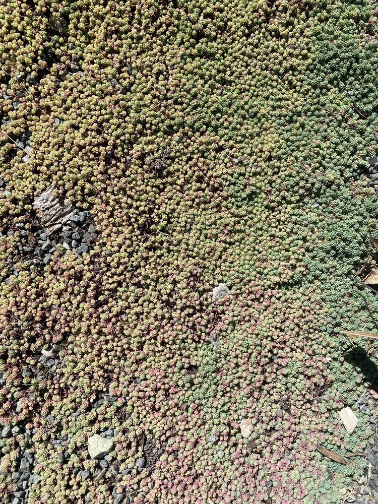 Photo of the entire plant of Turkish Stonecrop (Sedum pallidum) posted ...