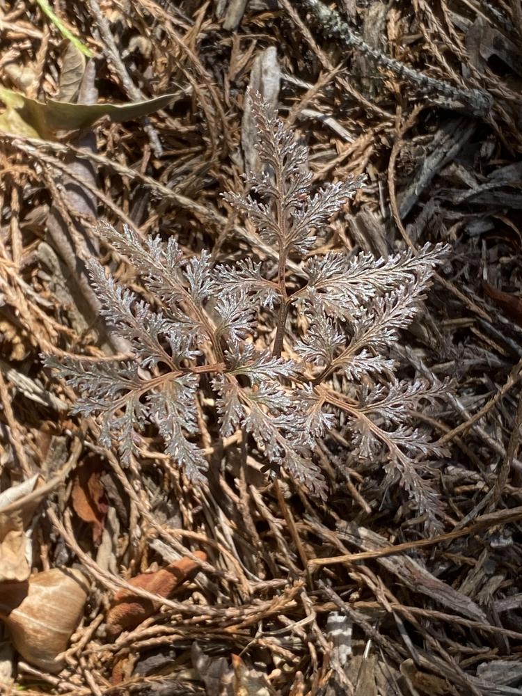 Photo of the entire plant of Grape Fern (Sceptridium dissectum) posted ...