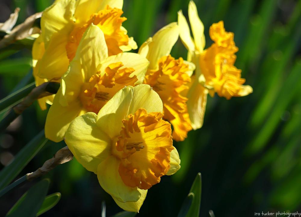 Photo of the bloom of Daffodil (Narcissus 'Orange Frilled') posted by ...