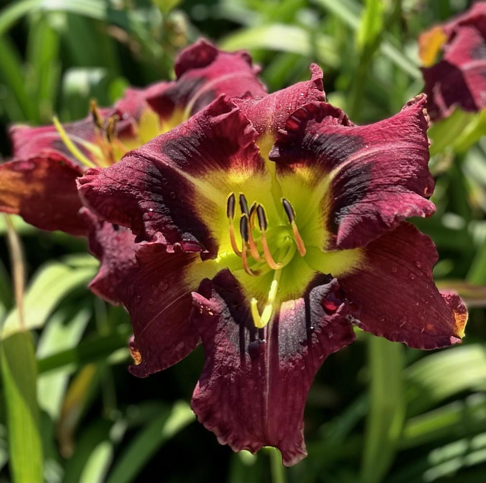 Photo of the bloom of Daylily (Hemerocallis 'Teresa Moran') posted by ...