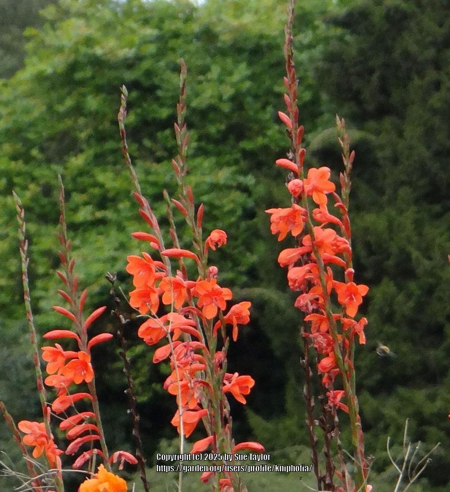 Orange flowered bulb in the Plant ID forum - Garden.org