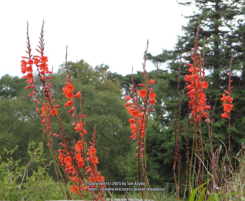 Orange flowered bulb in the Plant ID forum - Garden.org