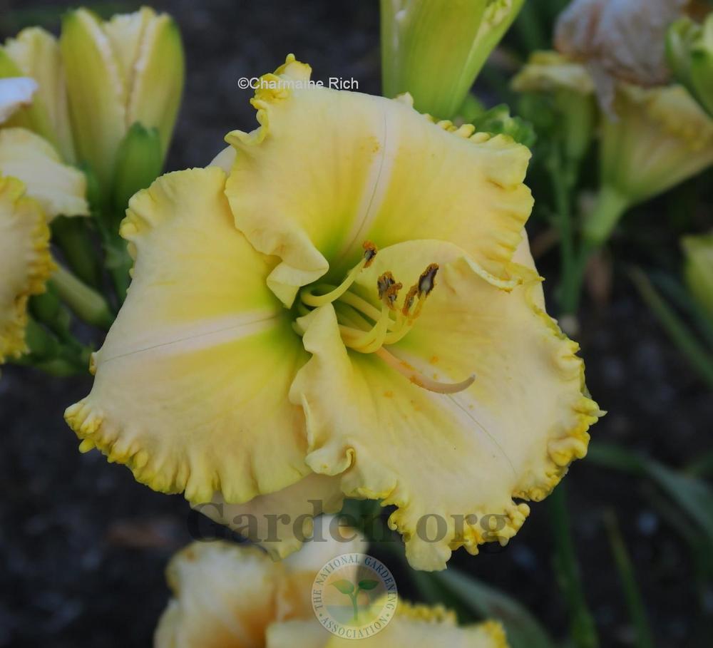 Daylily (Hemerocallis 'Crintonic Mister Apollo') in the Daylilies ...
