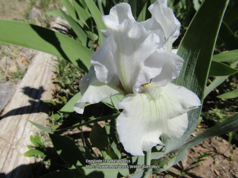 Photo of the bloom of Border Bearded Iris (Iris 'Hi Buddy') posted by ...
