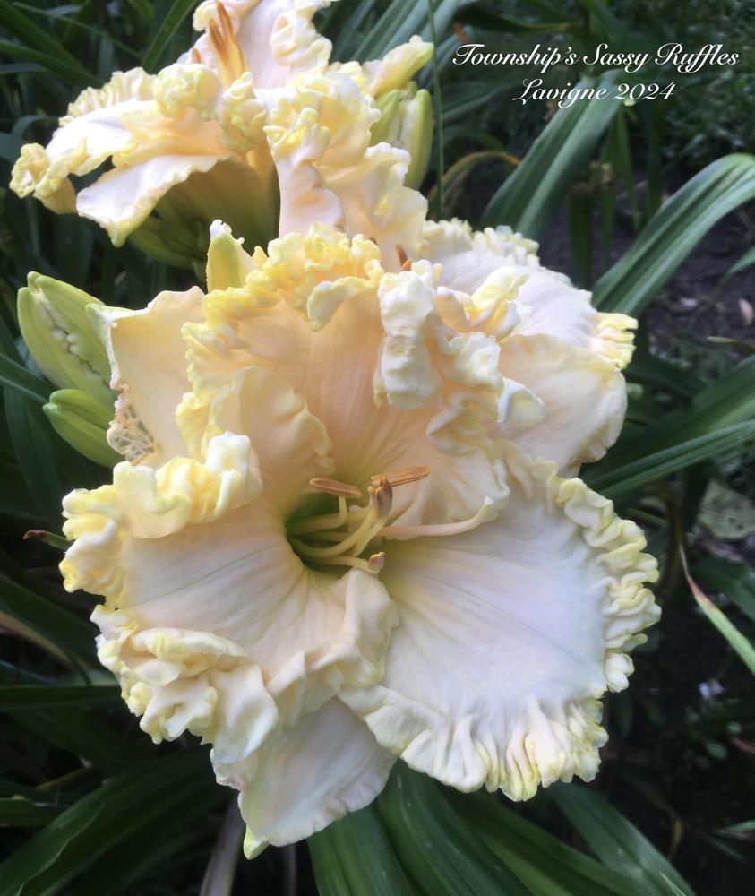Daylily (Hemerocallis 'Township's Sassy Ruffles') in the Daylilies ...
