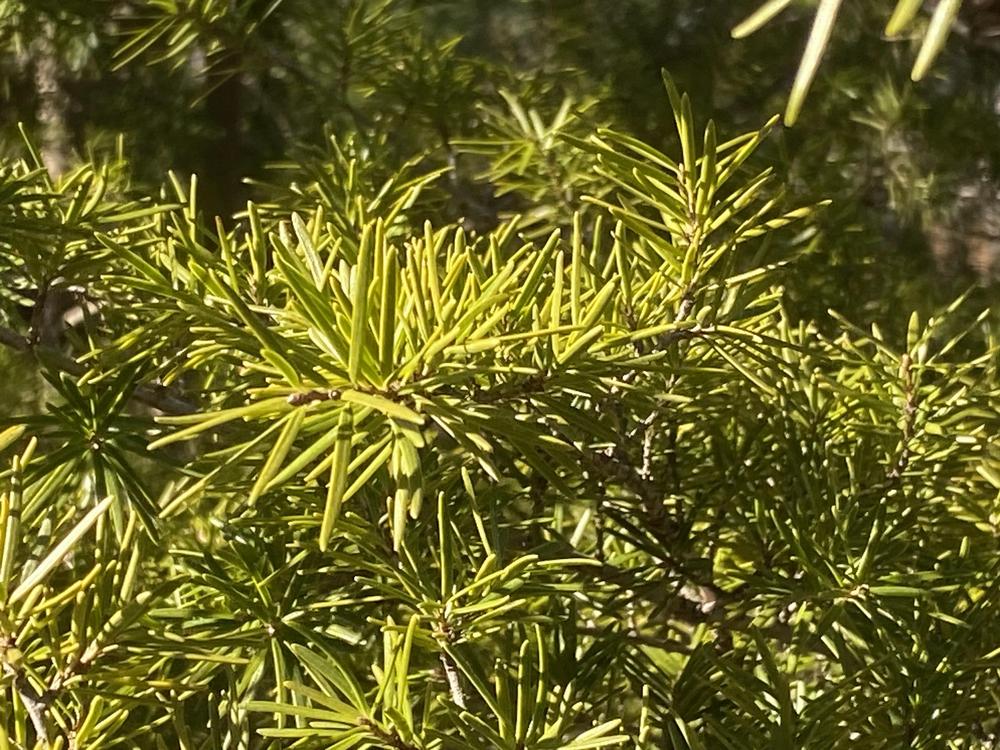 Photo of the leaves of Bristlecone Hemlock (Nothotsuga longibracteata ...
