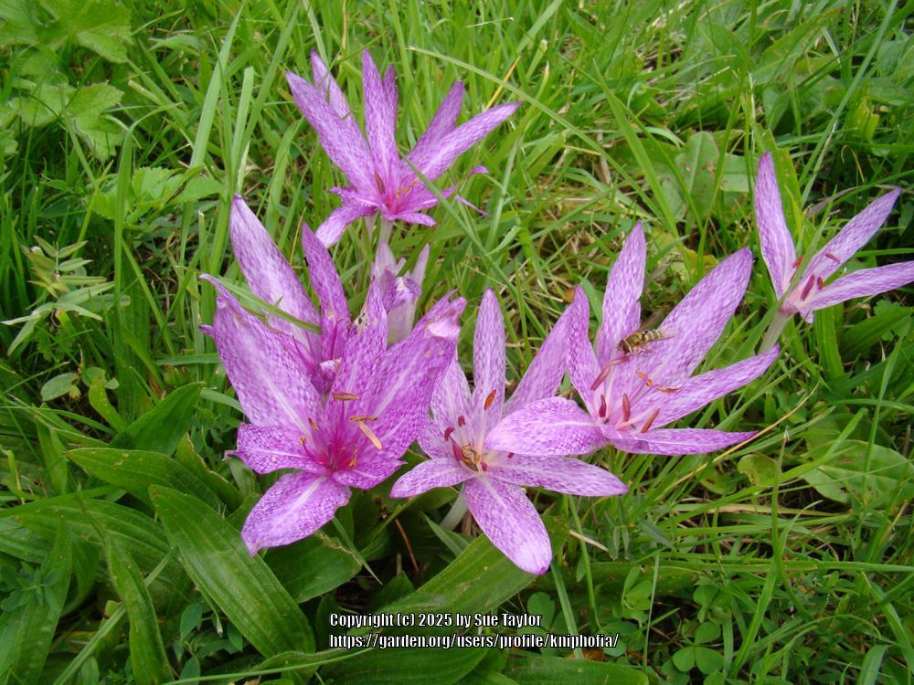 Photo of the bloom of False Autumn Crocus (Colchicum x agrippinum ...