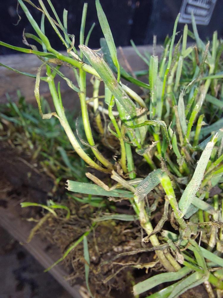 Would you accept and purchase rye blue sod which looks like this? in ...