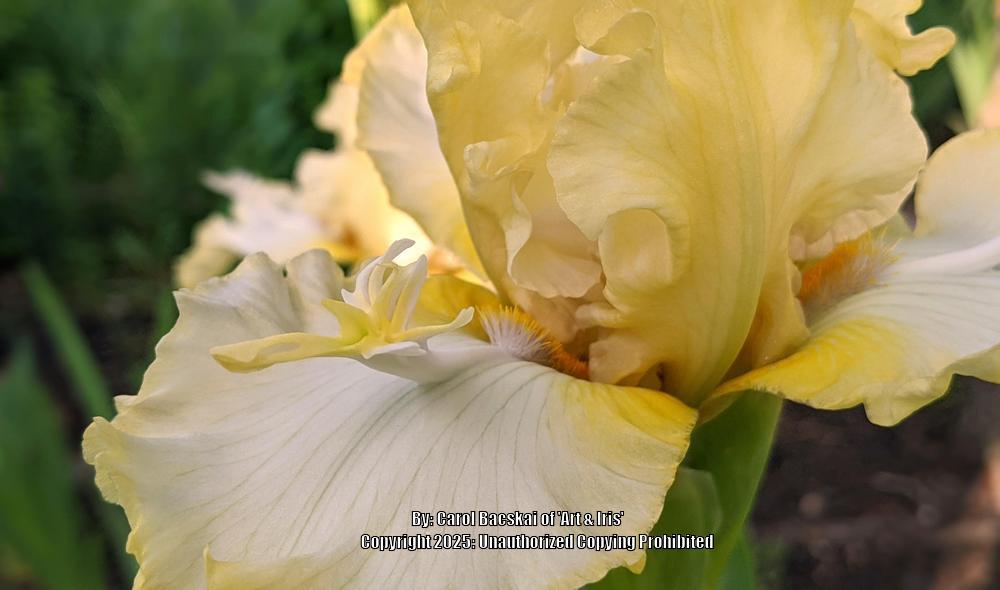 Photo of the closeup of buds, sepals and receptacles of Tall Bearded ...