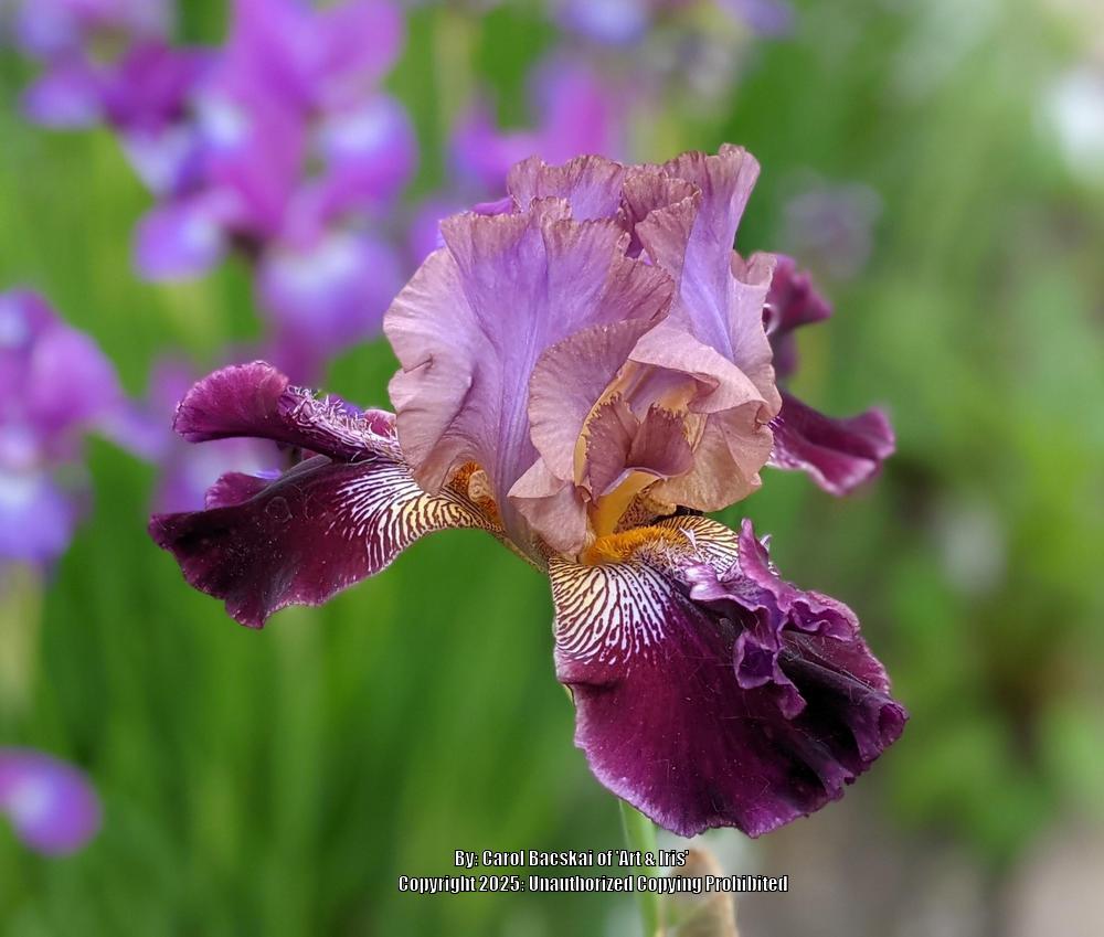 Photo of the bloom of Tall Bearded Iris (Iris 'Smith Named Keith ...
