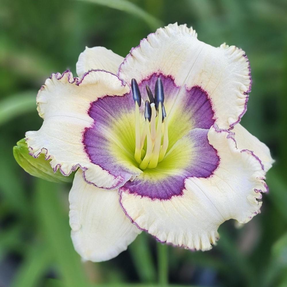 Photo of the bloom of Daylily (Hemerocallis 'Blue Christmas') posted by ...