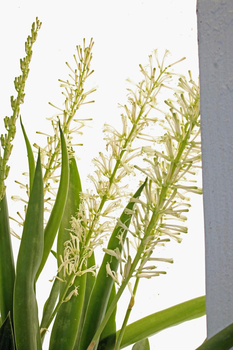 Photo of the bloom of African Bowstring Hemp (Dracaena hyacinthoides ...