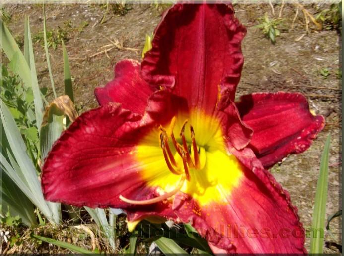 Photo of the bloom of Daylily (Hemerocallis 'Greatful Red') posted by ...
