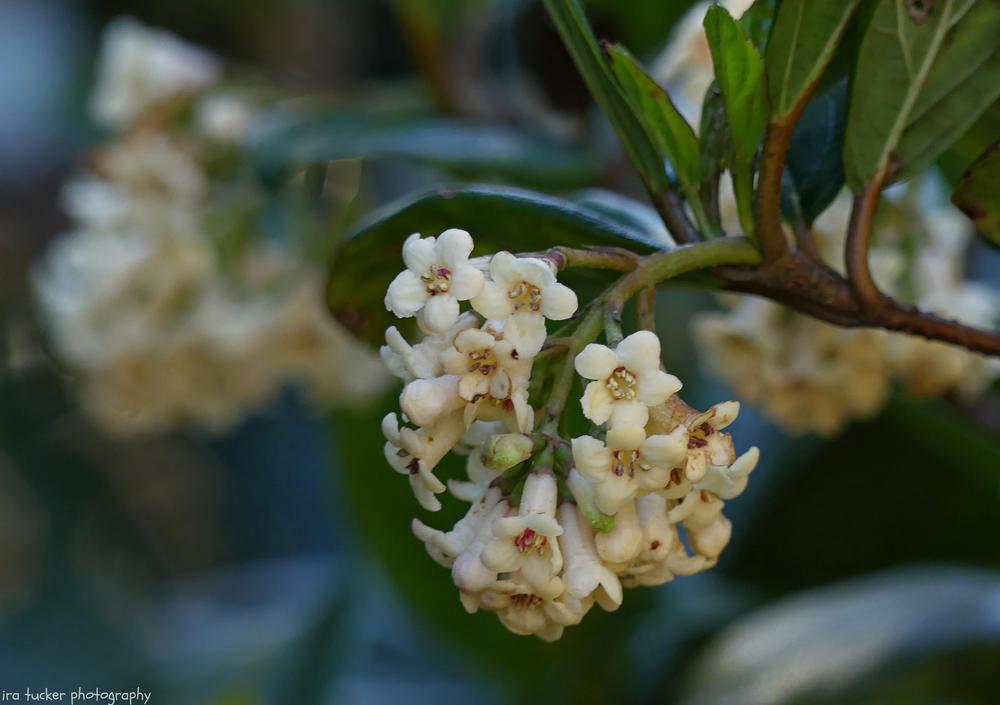 Sandankwa Viburnum (Viburnum suspensum) in the Viburnums Database ...