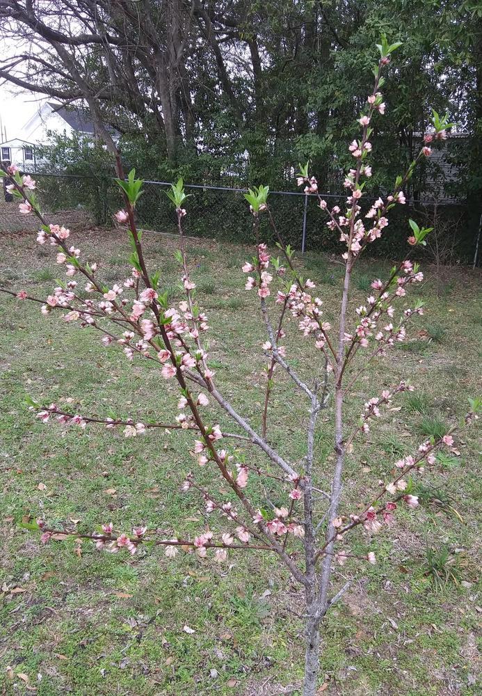 Dwarf Peach (Prunus persica 'Belle of Georgia') in the Peaches Database ...