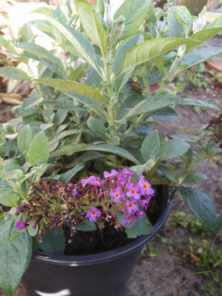 Photo of the bloom of Butterfly Bush (Buddleja Chrysalis™ Purple ...