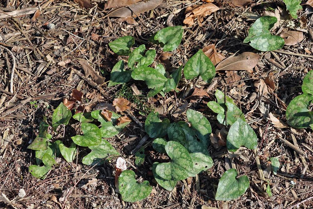 Photo of the entire plant of Chinese Wild Ginger (Asarum splendens ...