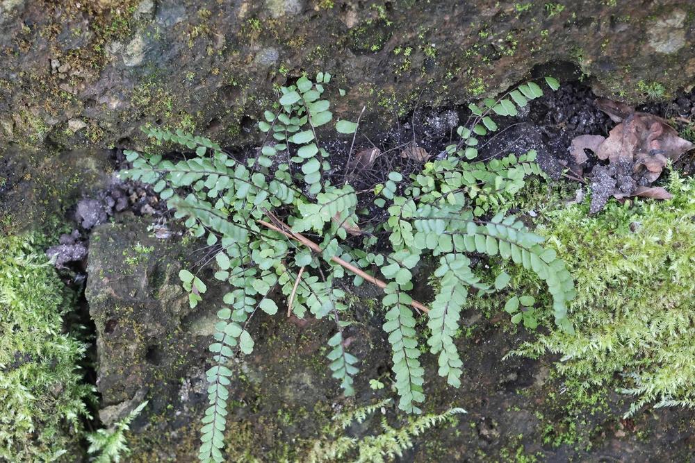 Asplenium quadrivalens - Garden.org
