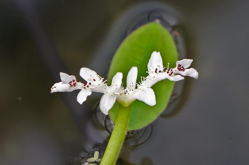 Photo of the bloom of Water Hawthorne (Aponogeton distachyos) posted by ...