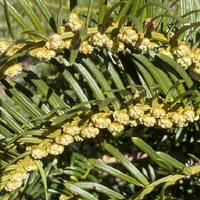 Photo of the bloom of Japanese Plum Yew (Cephalotaxus harringtonii ...