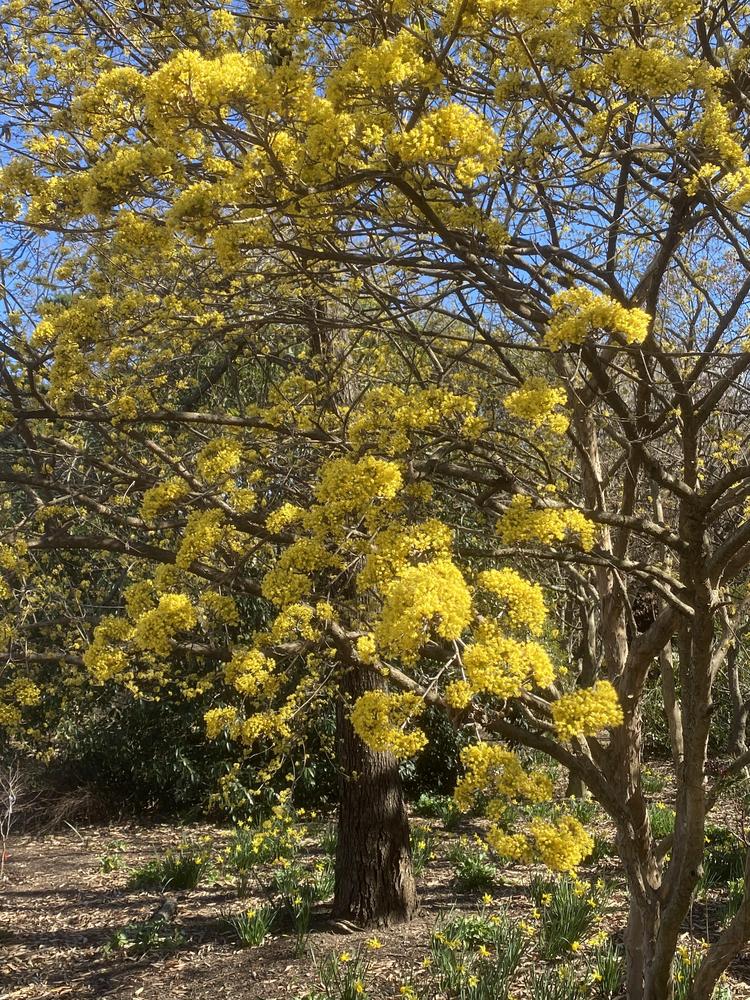Photo of the bloom of Cornelian Cherry (Cornus officinalis 'Spring Glow ...