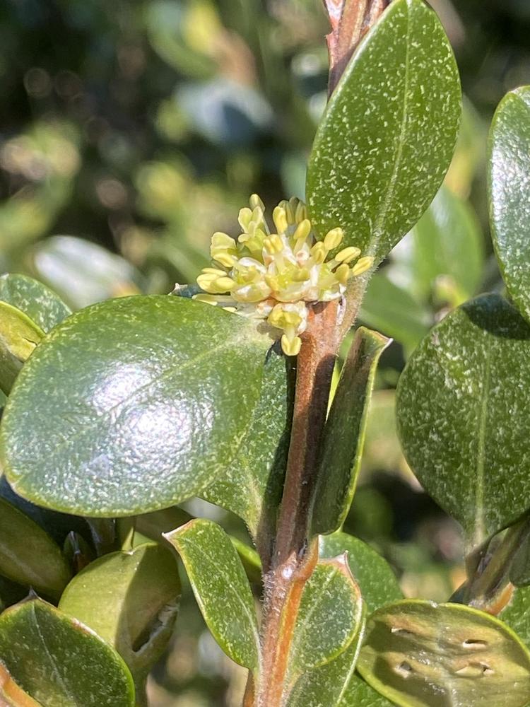 Littleleaf Boxwood (Buxus microphylla) - Garden.org
