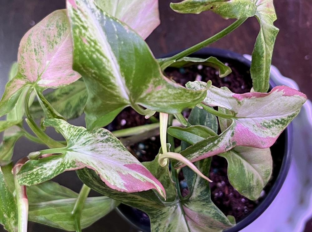 Photo of the leaves of Arrowhead Plant (Syngonium podophyllum Pink ...