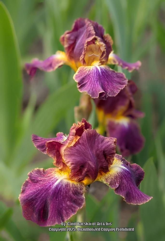 Photo of the bloom of Intermediate Bearded Iris (Iris 'Leave the Light On') posted by Artsee1 ...