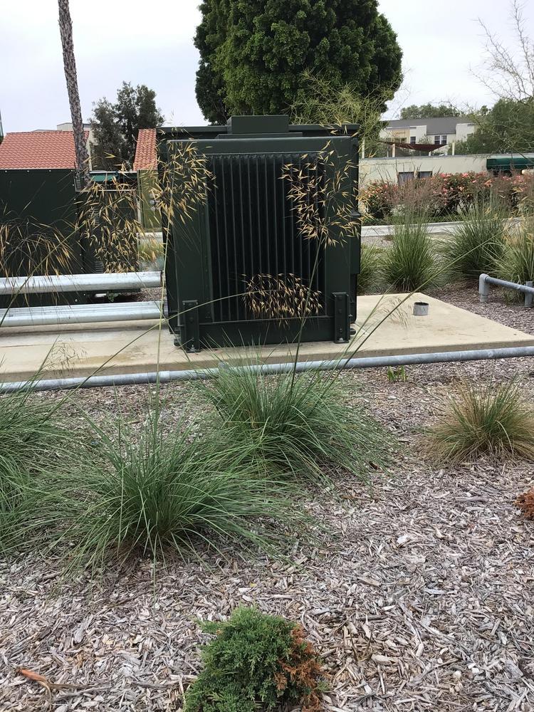 Photo of the entire plant of Giant Oats (Celtica gigantea) posted by ...