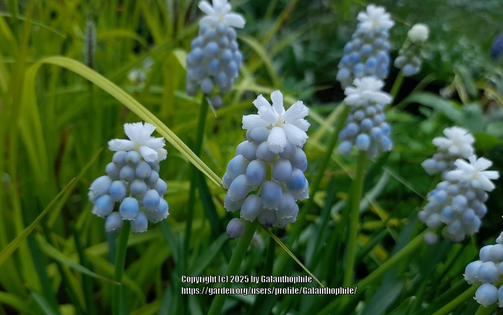 Photo of the bloom of Grape Hyacinth (Muscari 'Peppermint') posted by ...