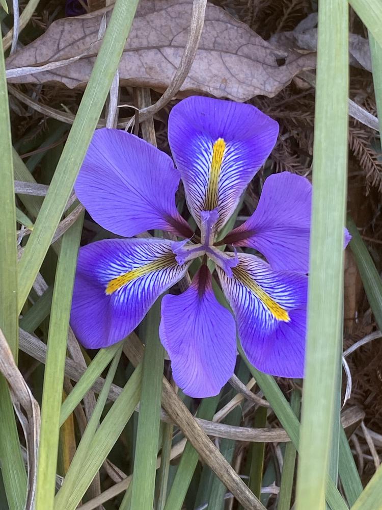 Photo of the bloom of Species Iris (Iris unguicularis 'Winter Echoes ...