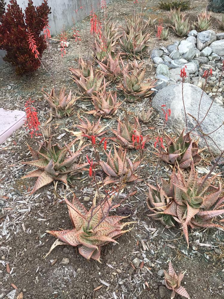 Photo of the entire plant of Aloe 'Delta Lights' posted by CPPgardener ...