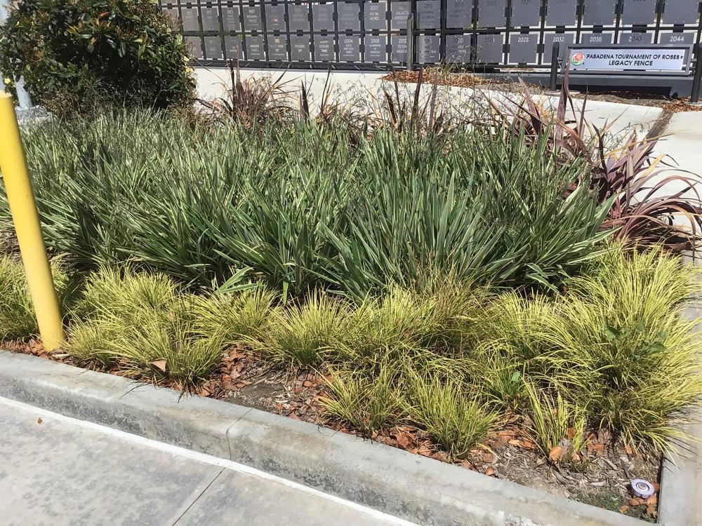 Photo of the entire plant of Variegated Flax Lily (Dianella tasmanica ...