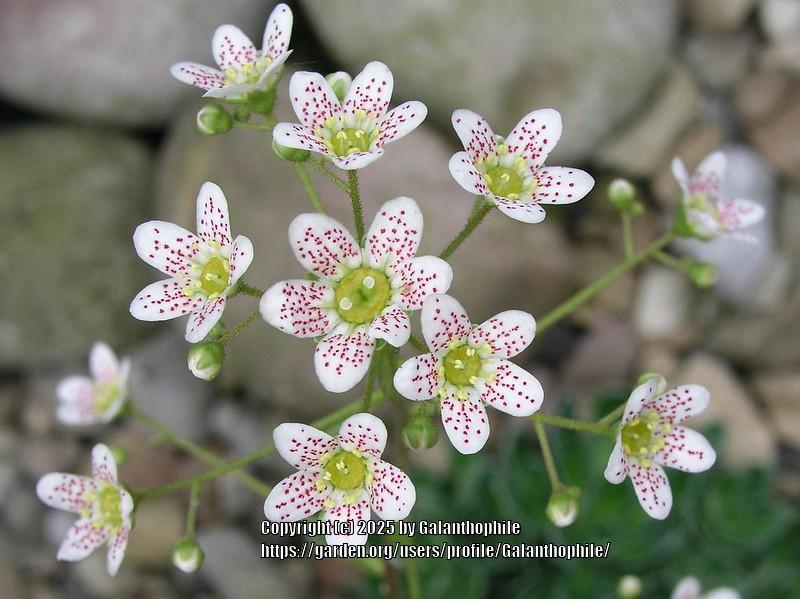Silver Saxifrage (Saxifraga paniculata) - Garden.org