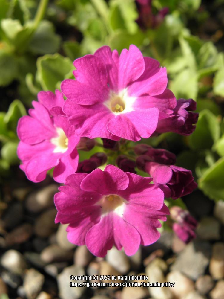 Primrose (Primula x pubescens 'Christine') in the Primroses Database ...